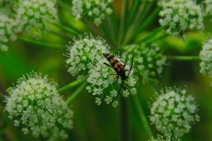 Spanish Fly: How This Aphrodisiac Might Actually Kill You - Health ...